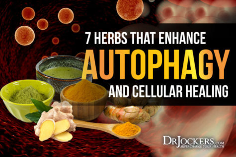 7 Herbs That Enhance Autophagy and Cellular Healing - DrJockers.com
