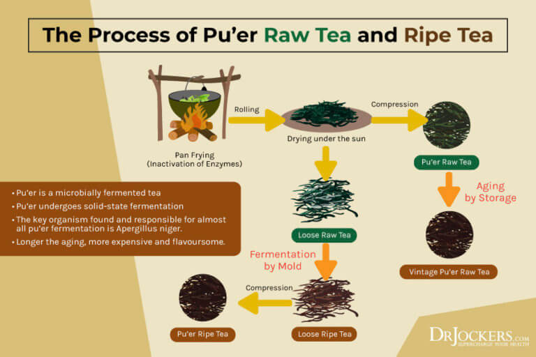 Pu'er Tea: Deep Fermentation and Polyphenols - DrJockers.com