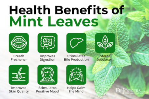 Bile Flow: Top 15 Herbs to Support Liver & Gallbladder