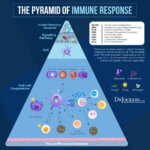 Immune Boosters: 12 Natural Immune System Modulators