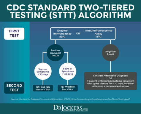 Chronic Lyme Disease: Symptoms, Causes and CoInfections