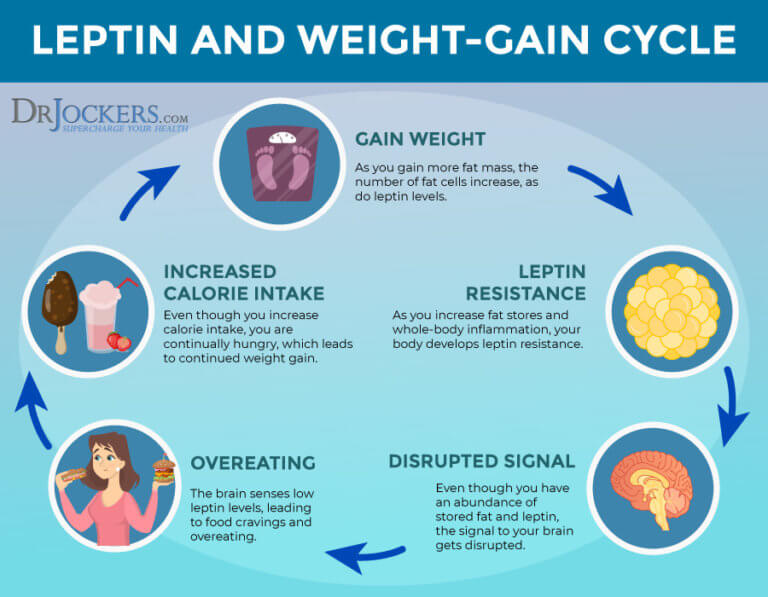 Leptin Resistance: Symptoms, Causes and Support Strategies