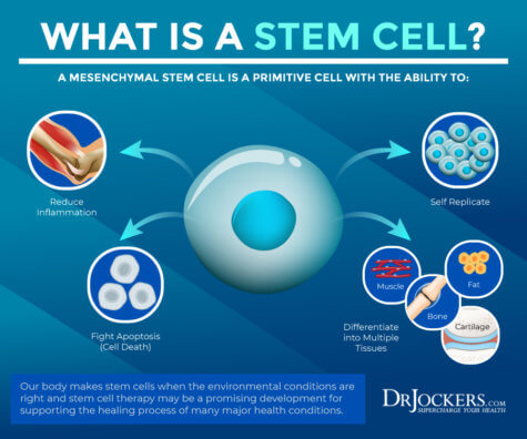 Stem Cells What Are They And 8 Ways To Activate Them Drjockers