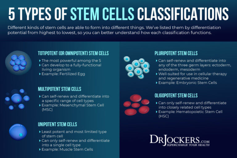 Stem Cells: What Are They and 8 Ways to Activate Them - DrJockers.com