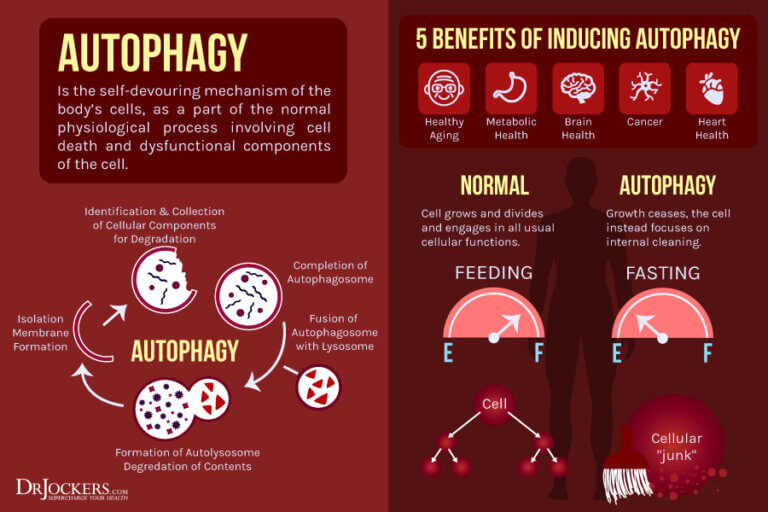 Cardiac Autophagy: Healing Damaged Heart Cells - DrJockers.com