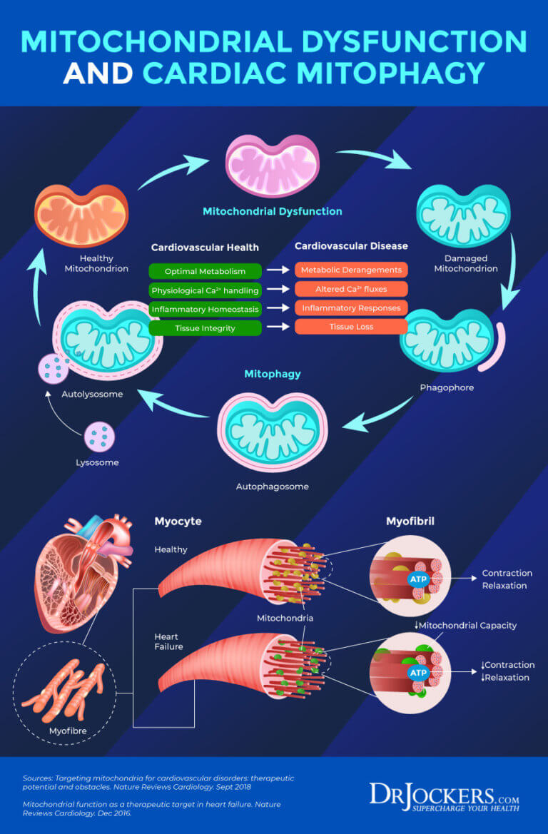 Cardiac Autophagy: Healing Damaged Heart Cells - DrJockers.com