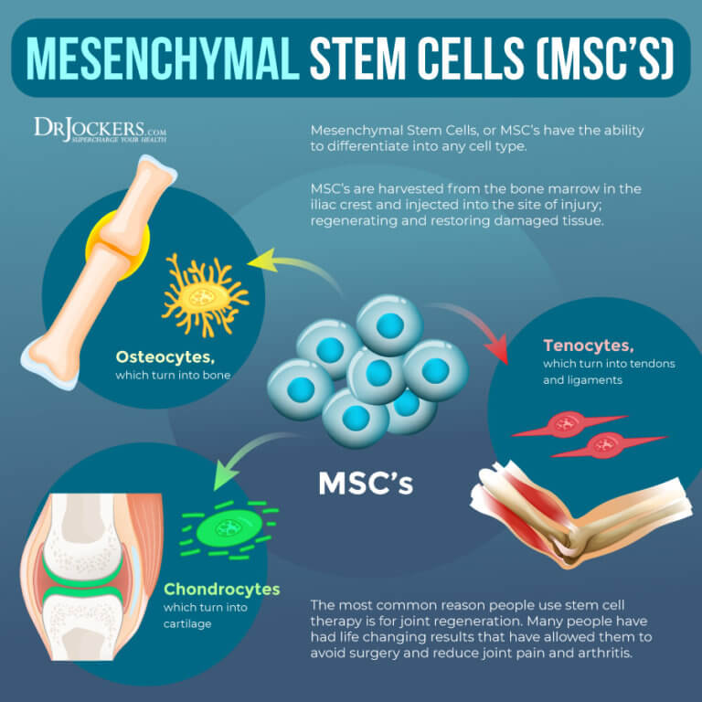 Stem Cells: What Are They and 8 Ways to Activate Them - DrJockers.com