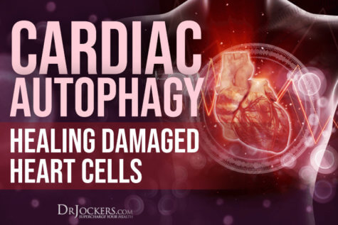 Cardiac Autophagy: Healing Damaged Heart Cells - DrJockers.com