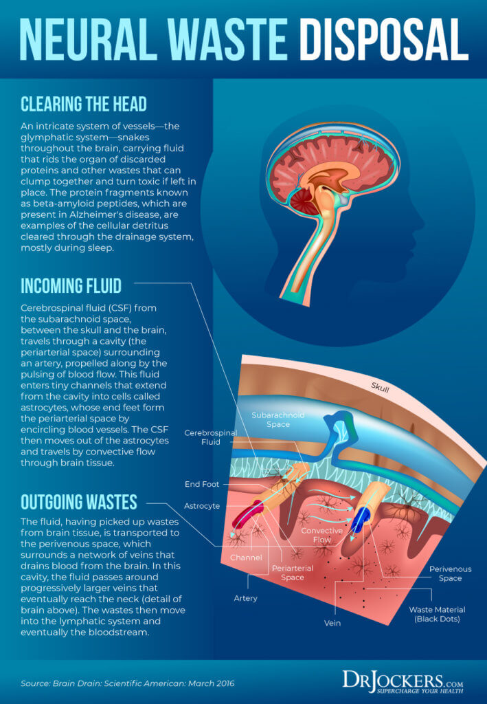 Glymphatic System: Critical For Brain and Immune Health
