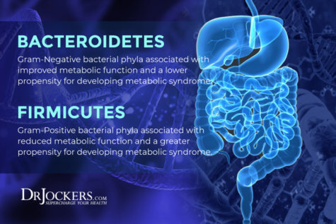 GI MAP Interpretation: Discover The Health of Your Microbiome