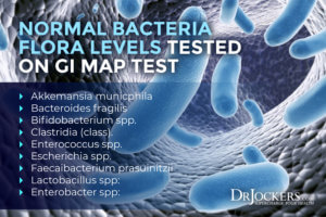 GI MAP Interpretation: Discover The Health of Your Microbiome