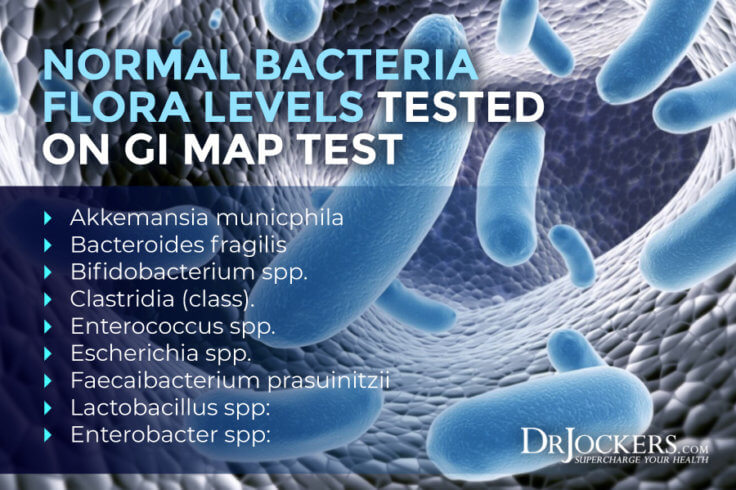 GI MAP Interpretation: Discover The Health of Your Microbiome
