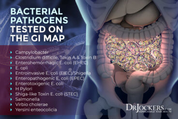 GI MAP Interpretation: Discover The Health of Your Microbiome