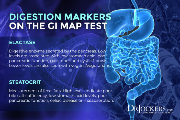 GI MAP Interpretation: Discover The Health of Your Microbiome