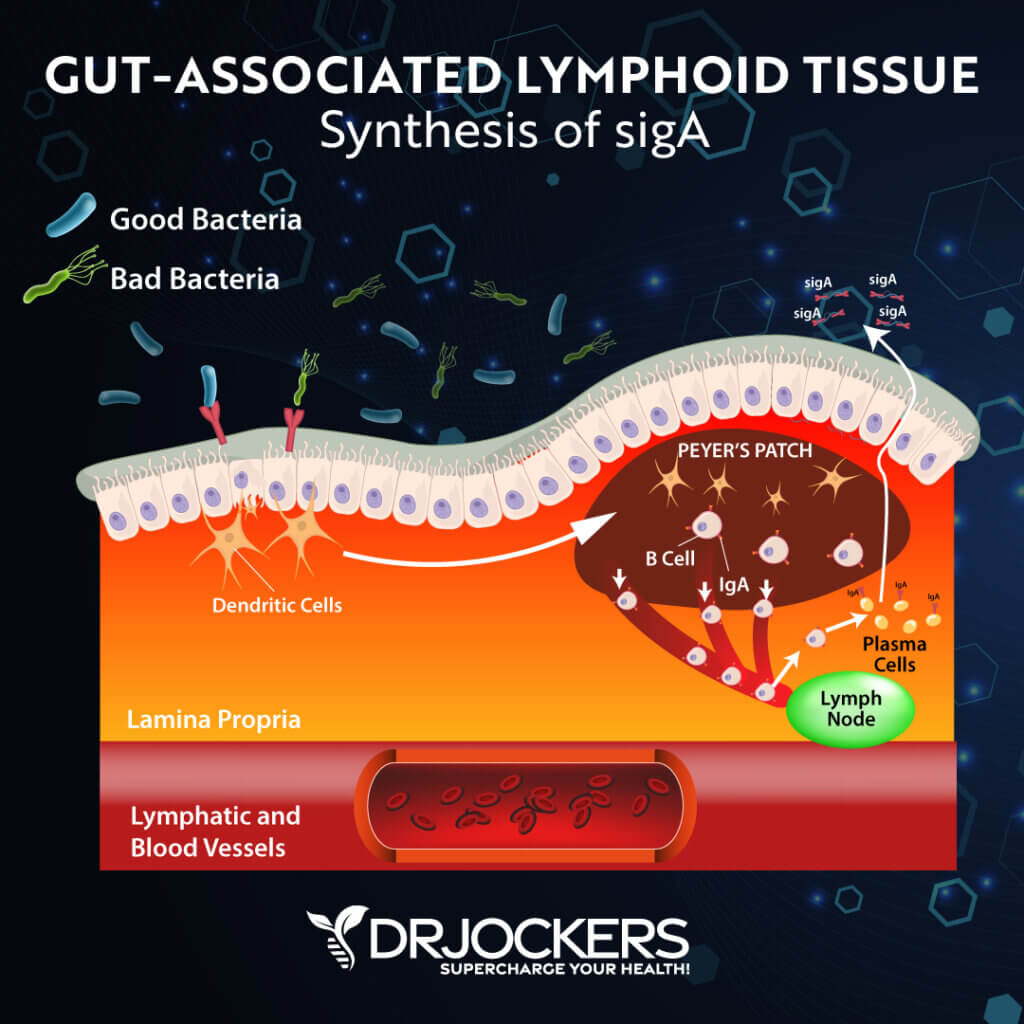 GI MAP Interpretation: Discover The Health of Your Microbiome