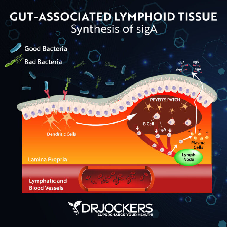 GI MAP Interpretation: Discover The Health of Your Microbiome