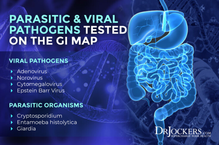 GI MAP Interpretation: Discover The Health of Your Microbiome
