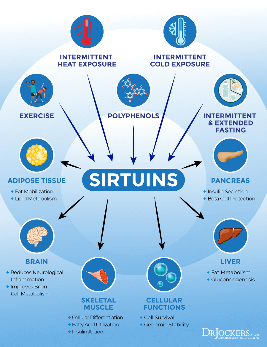 Sirtuins: Benefits and How to Activate Them (2023)