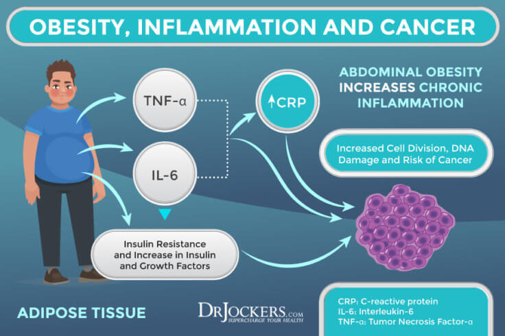 Visceral Fat: What is It and How it Drives Up Inflammation