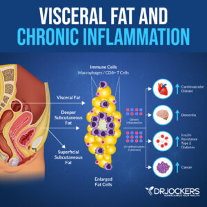 Visceral Fat: What is It and How it Drives Up Inflammation
