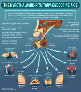 Neuroendocrine Inflammation: Symptoms, Causes, and Strategies