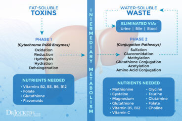 Testing Liver Function: Key Lab Markers and Functional Analysis