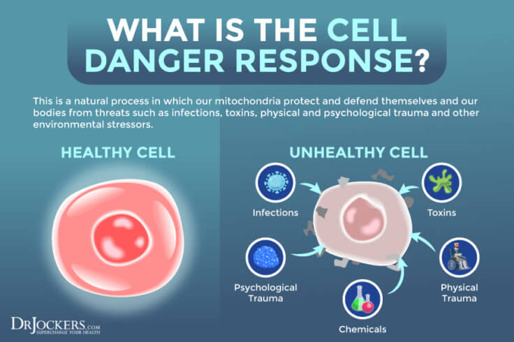 The Cell Danger Response: New Theory For Chronic Illnesses