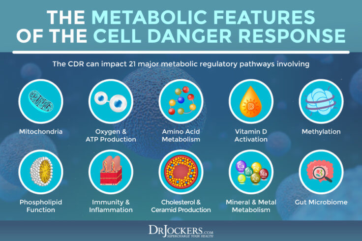 The Cell Danger Response: New Theory For Chronic Illnesses