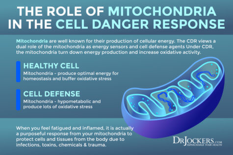 The Cell Danger Response: New Theory For Chronic Illnesses