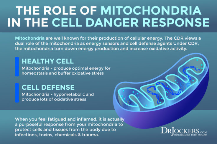 The Cell Danger Response: New Theory For Chronic Illnesses