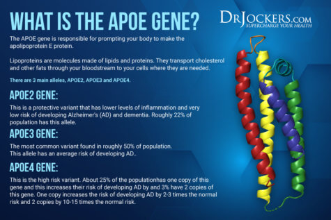 APOE4 Gene and Your Risk of Alzheimer's - DrJockers.com