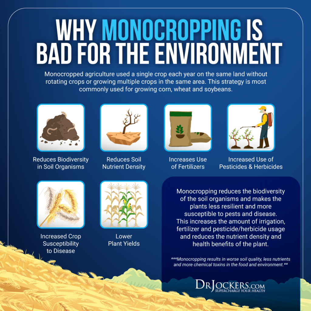 Are Plant-Based Burgers Healthy? - DrJockers.com