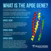 APOE4 Gene and Your Risk of Alzheimer's - DrJockers.com
