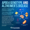 APOE4 Gene and Your Risk of Alzheimer's - DrJockers.com