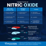 Nitric Oxide Benefits and How to Increase Levels - DrJockers.com