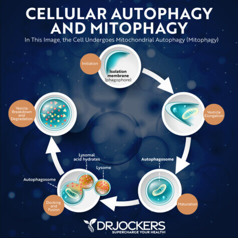 Autophagy: What is It and 8 Ways to Enhance It - DrJockers.com