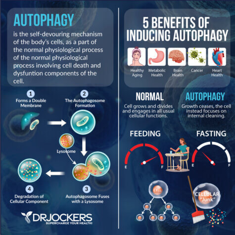7 Herbs That Enhance Autophagy and Cellular Healing