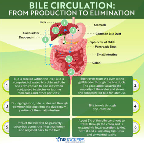Bile Flow: Top 15 Herbs to Support Liver & Gallbladder